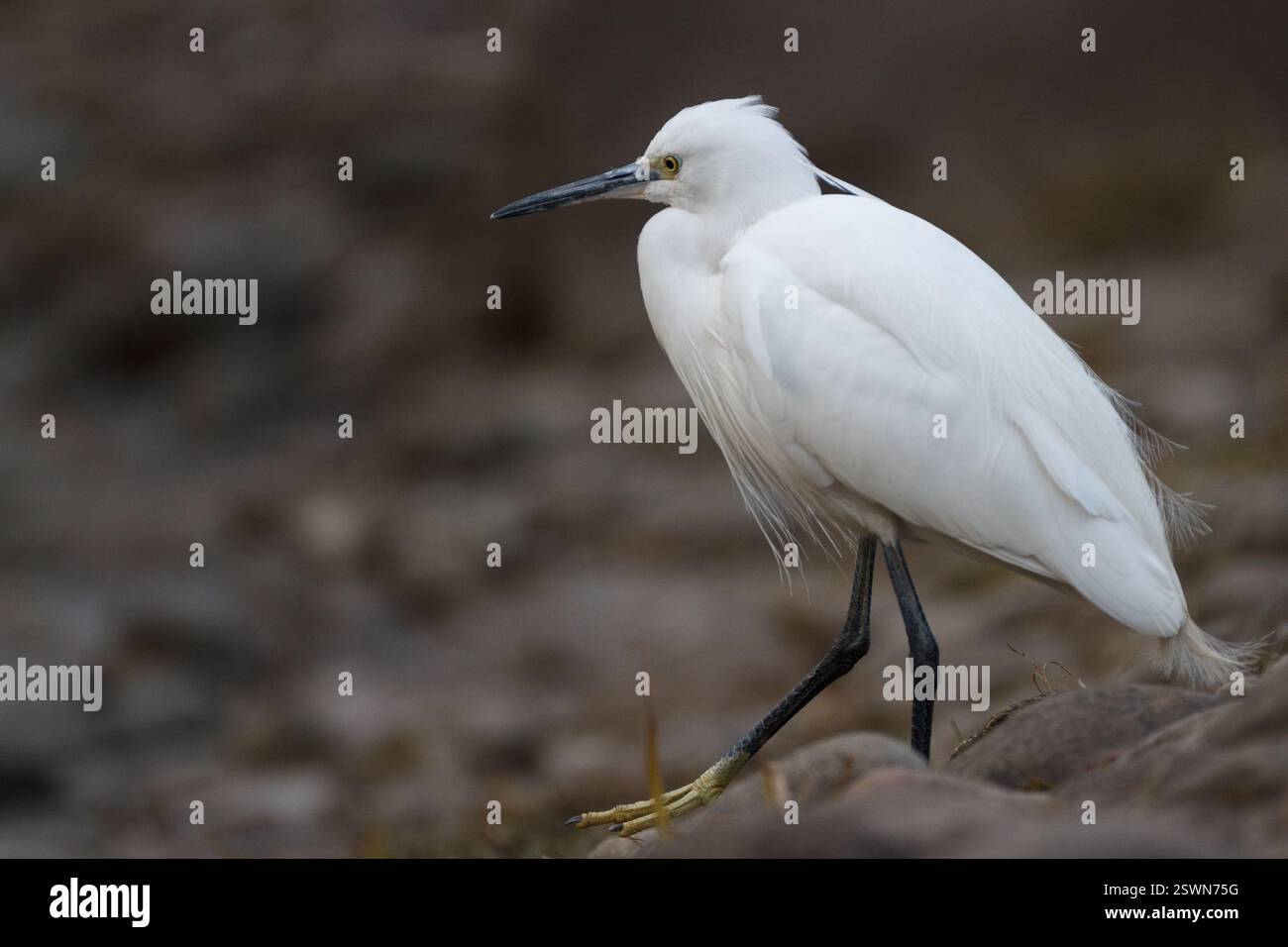 A little egret (Egretta Garzetta) in a park in Kanagawa, Japan Stock ...