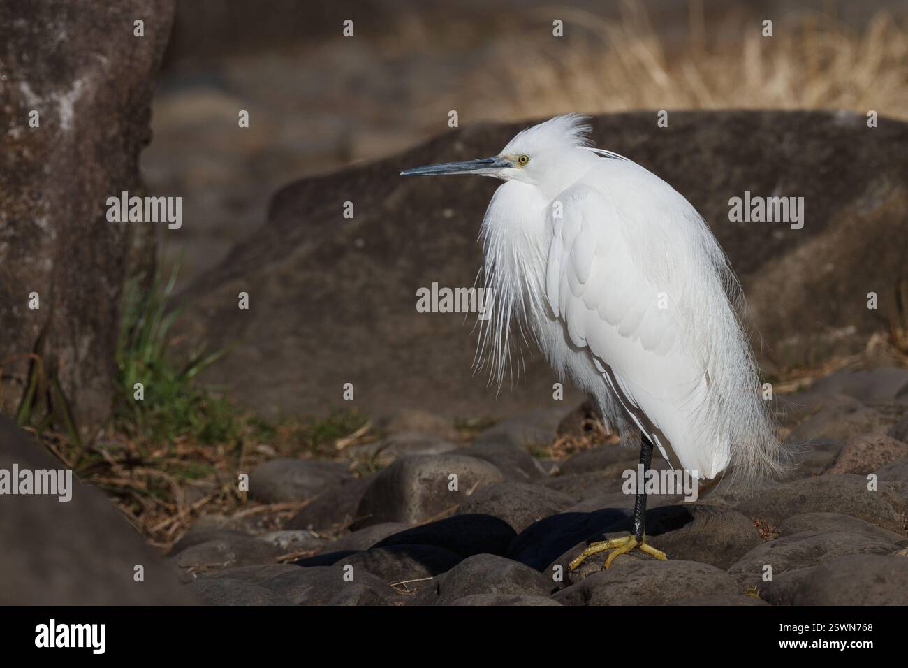 A little egret (Egretta Garzetta) in a park in Kanagawa, Japan Stock ...
