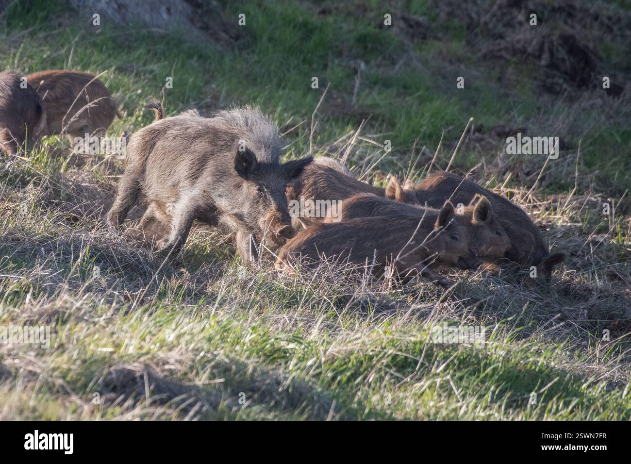 wild boar (Sus scrofa) or feral pigs in Henry Coe State Park in ...