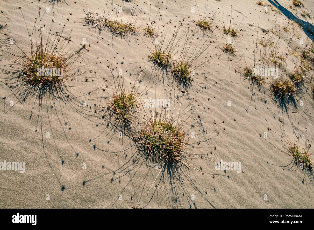 Close-up view of sandy dunes with small tufts of green grass growing ...