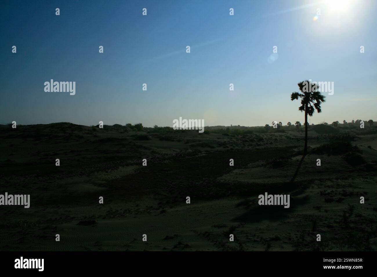 A solitary palm tree stands amidst a vast, barren landscape under a ...