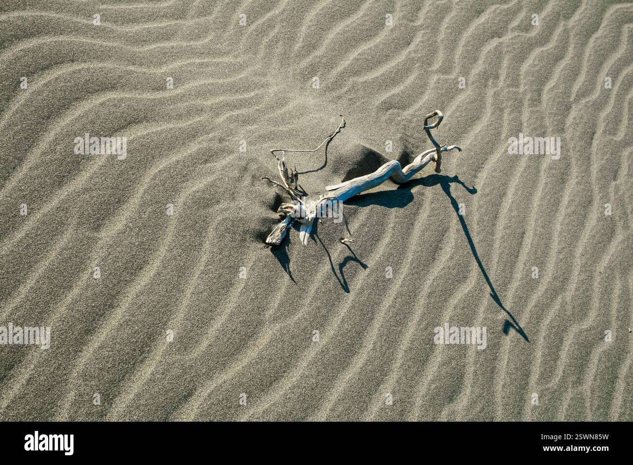 A weathered branch partially buried in textured sand, creating wavy ...