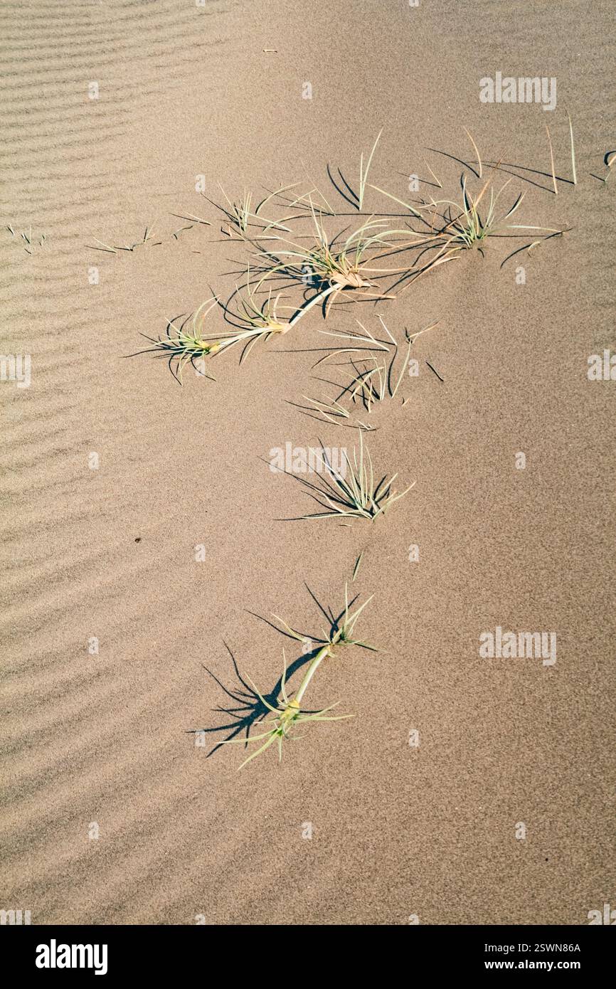 A close-up view of green grass growing on sandy soil, with distinct ...
