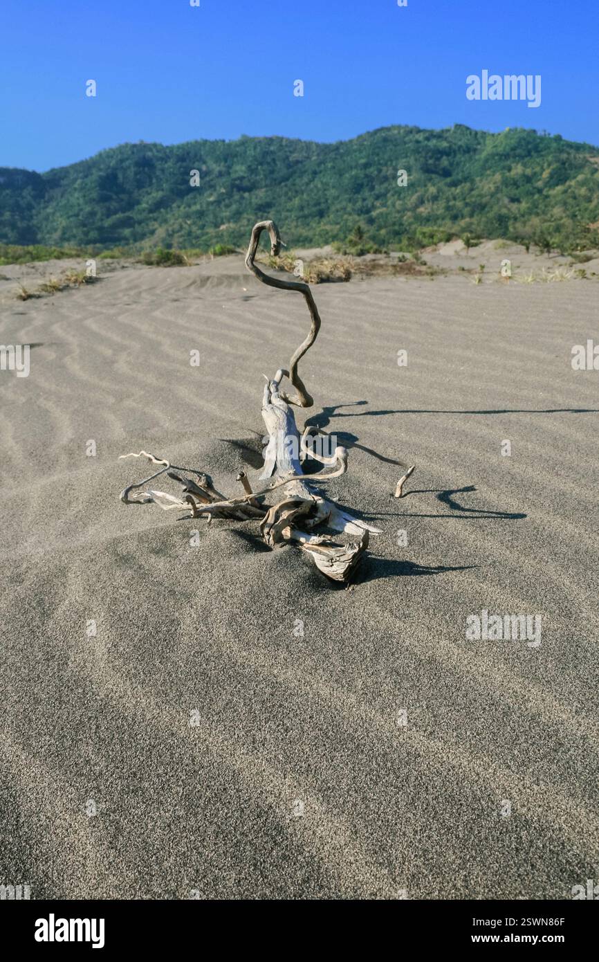 A dried twisted branch protrudes from sandy terrain, surrounded by a ...