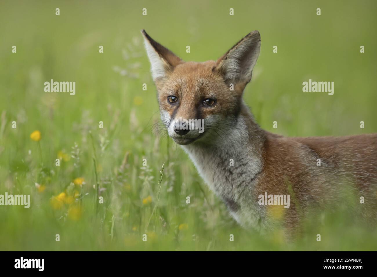 Red fox (Vulpes vulpes) adult animal in grassland countryside with ...
