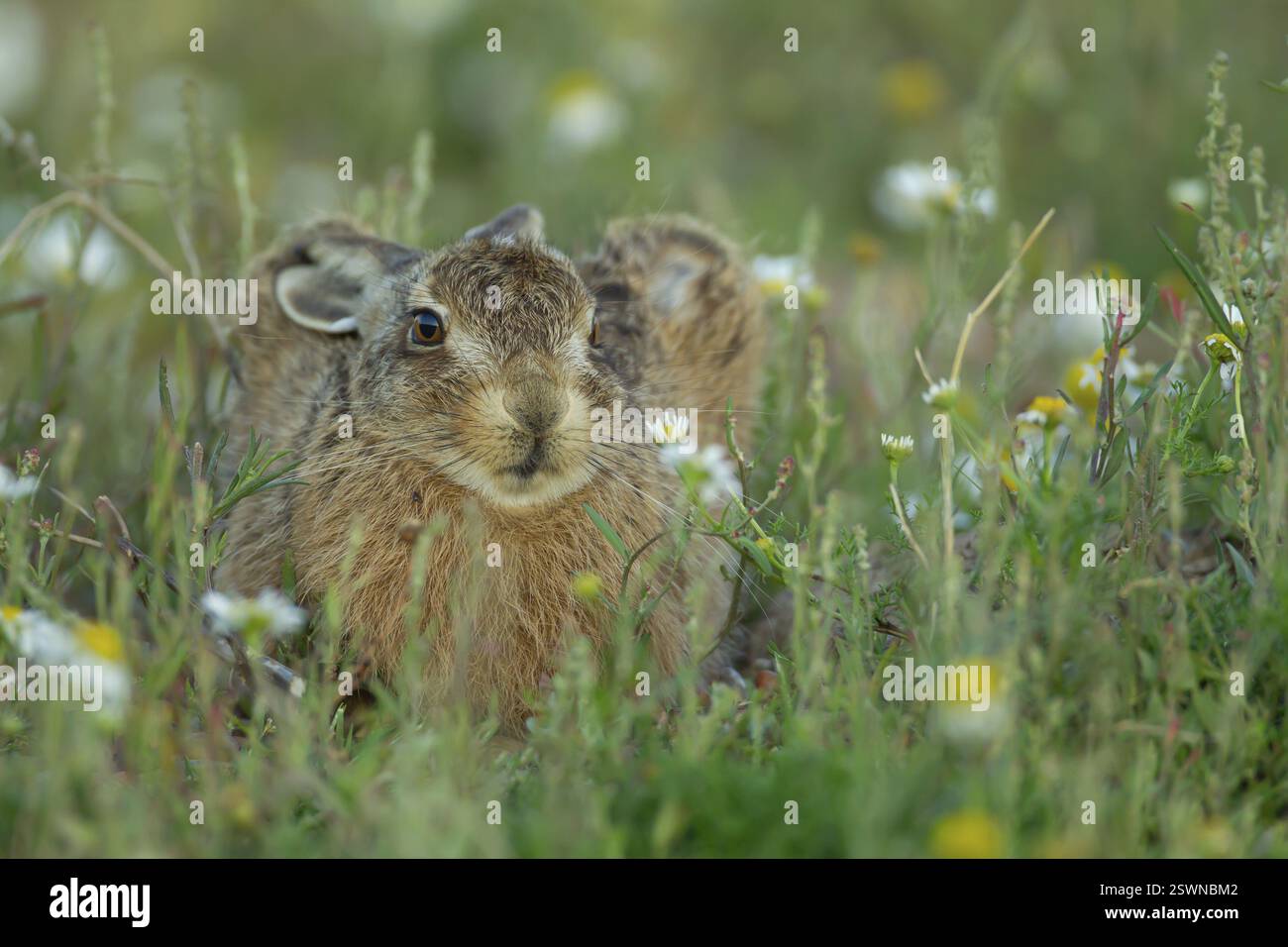 European brown hare (Lepus europaeus) juvenile leveret animal resting ...