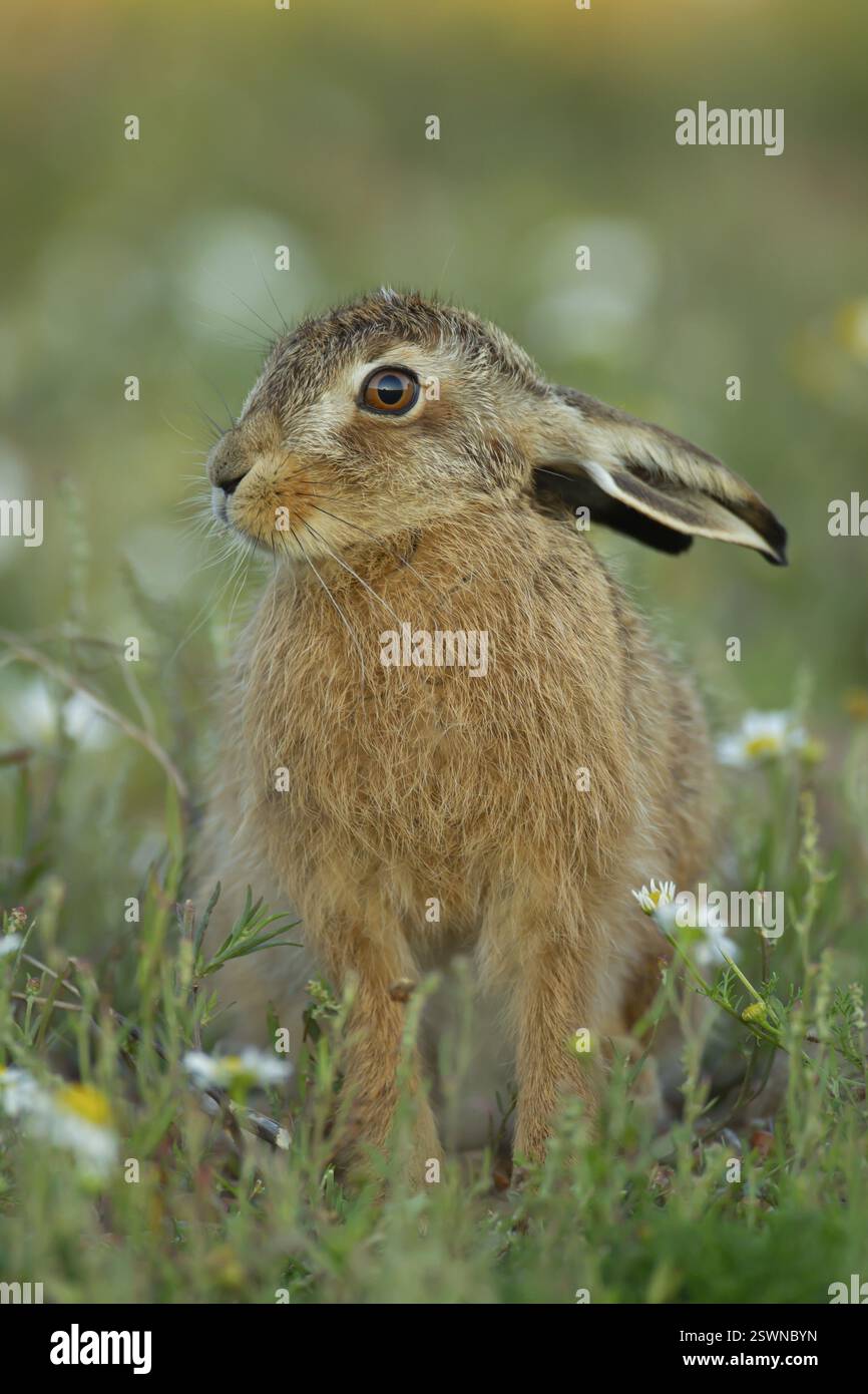 European brown hare (Lepus europaeus) juvenile leveret animal in ...