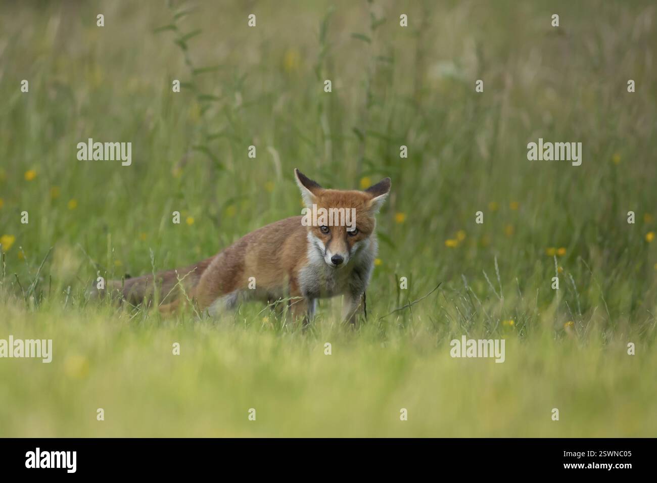Red fox (Vulpes vulpes) adult animal in grassland countryside with ...