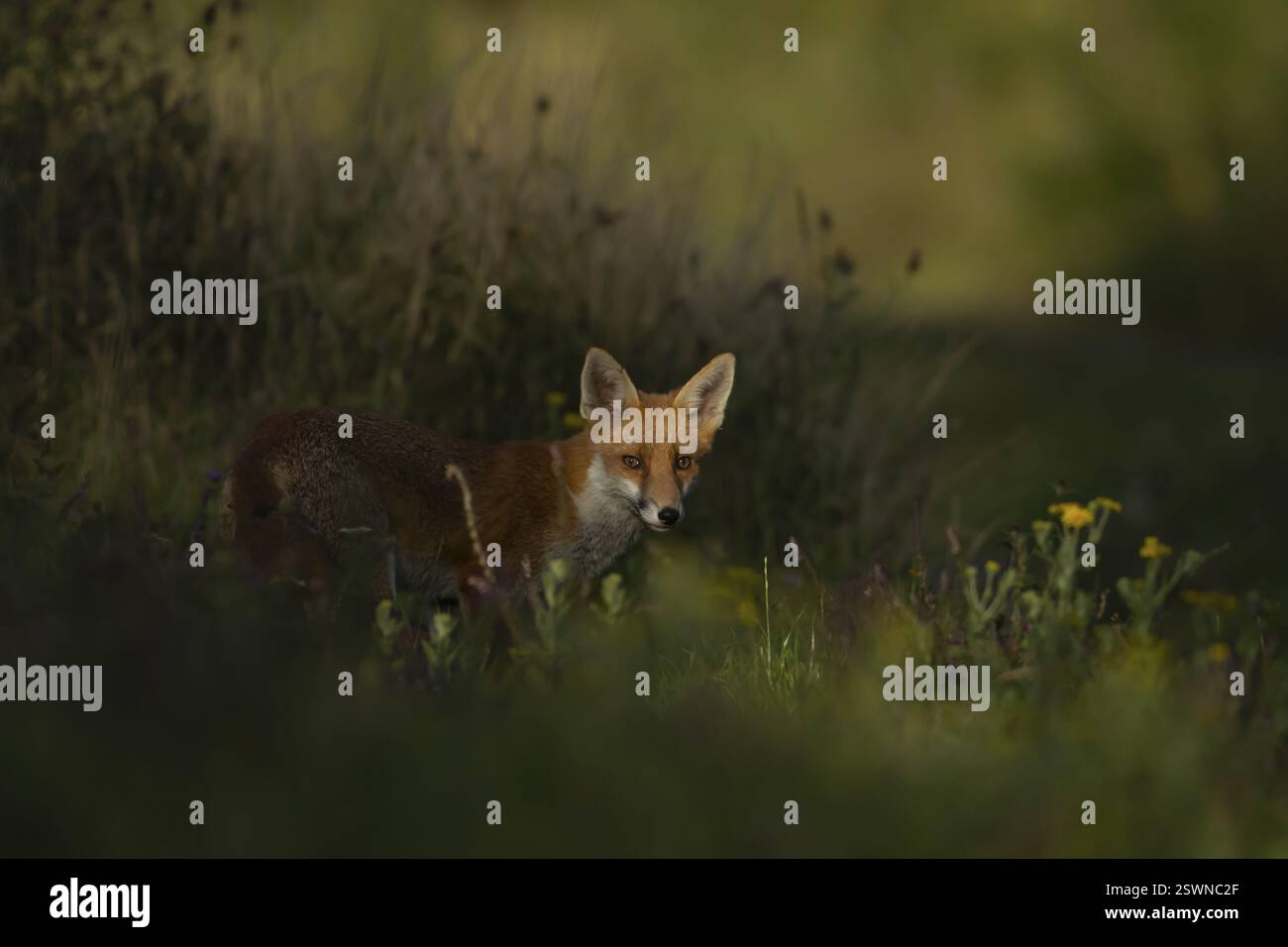 Red fox (Vulpes vulpes) adult animal in grassland countryside in the ...