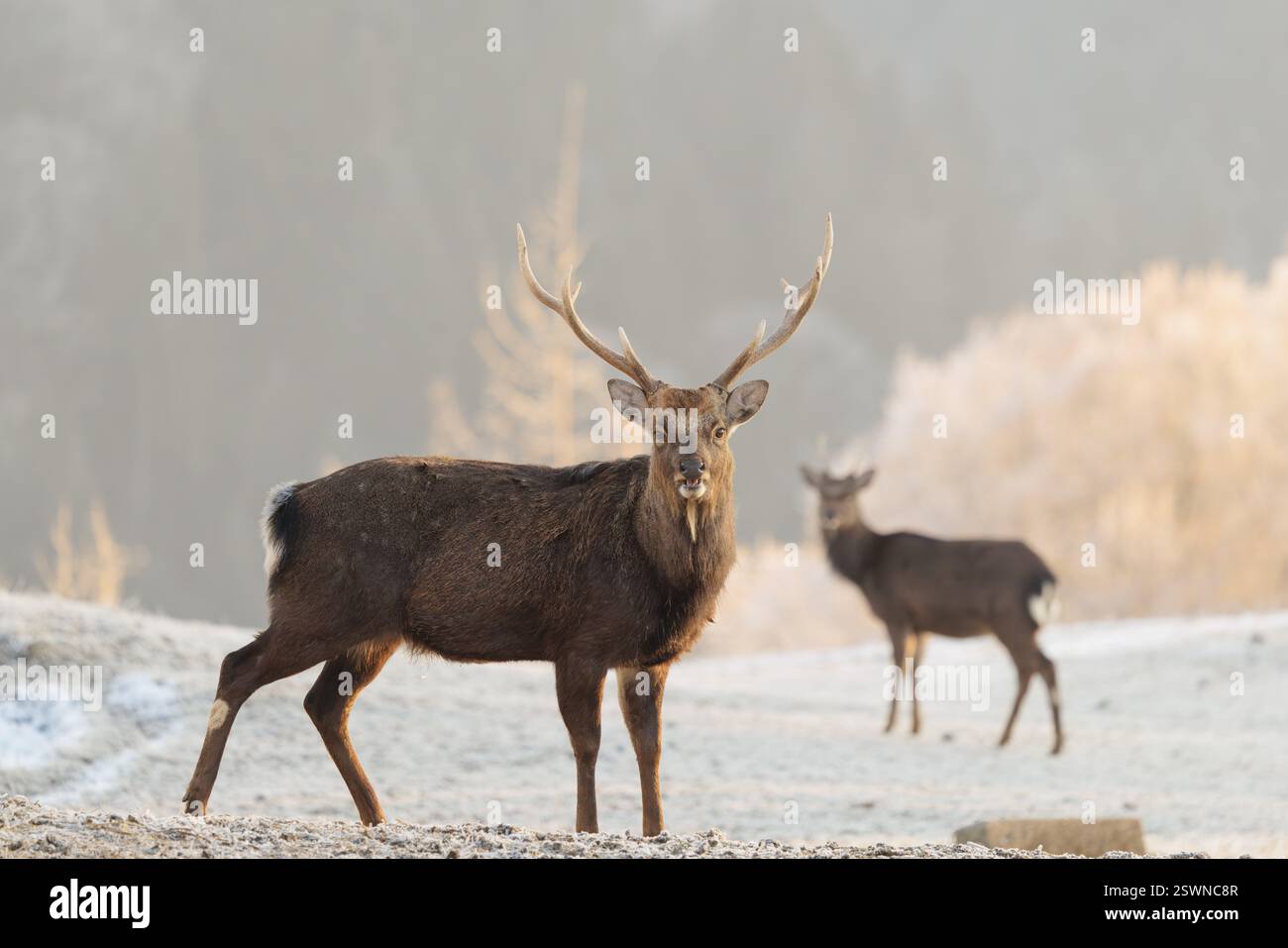 A Japanese sika deer stag and a hind (Cervus nippon nippon) stand on a ...