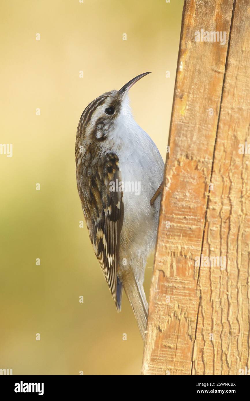Woodcreeper (Certhia familiaris), sitting on a sawn tree, wildlife ...