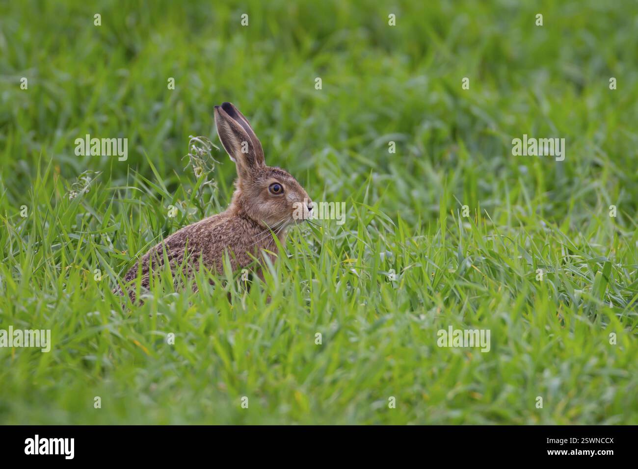European brown hare (Lepus europaeus) juvenile leveret animal eating in ...