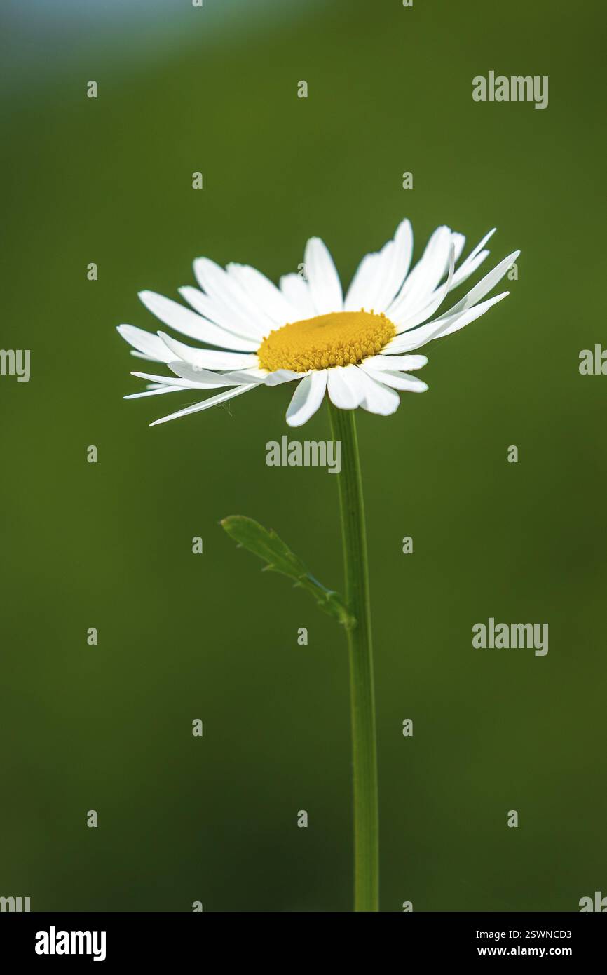 Flower of a daisy (Leucanthemum), Germany, Europe Stock Photo - Alamy
