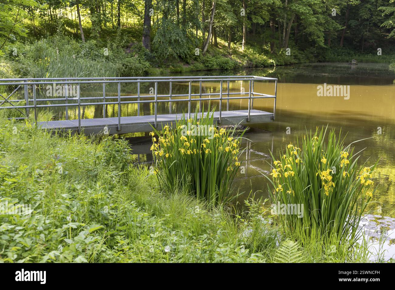 Small metal footbridge and marsh iris (Iris pseudacorus) in bloom on ...