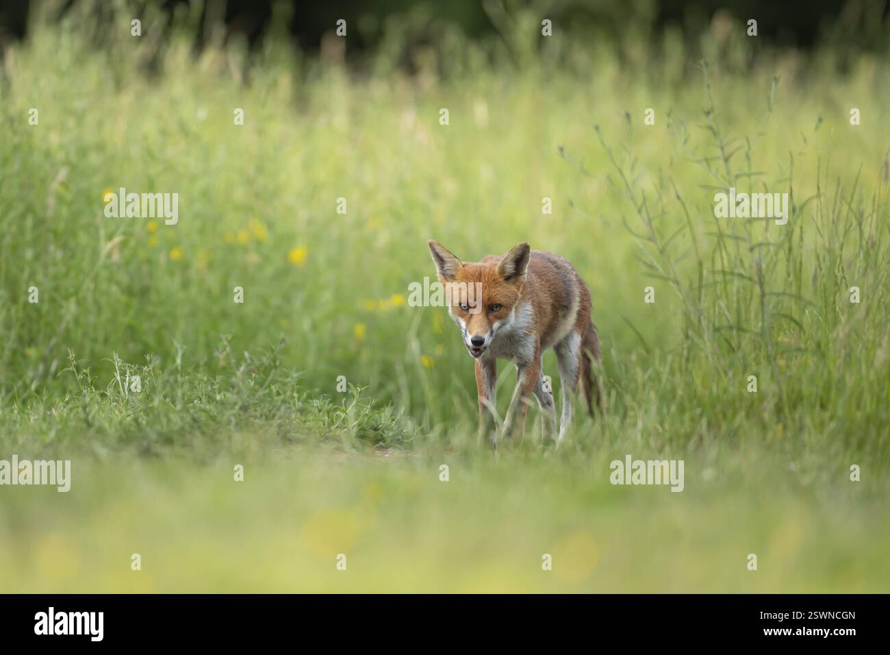 Red fox (Vulpes vulpes) adult animal in grassland countryside with ...