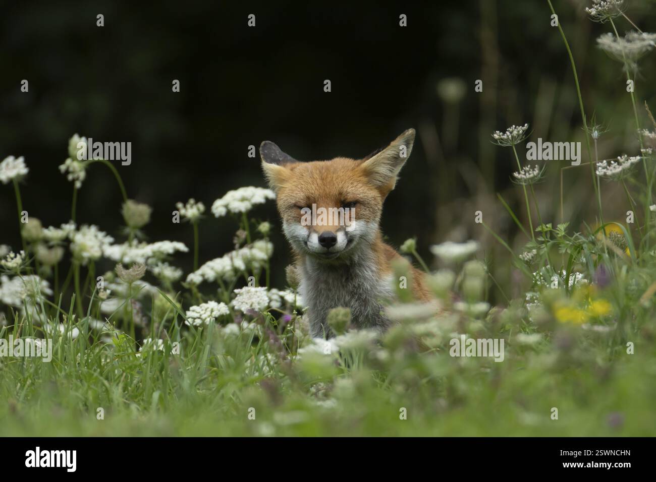 Red fox (Vulpes vulpes) adult animal in grassland countryside with ...