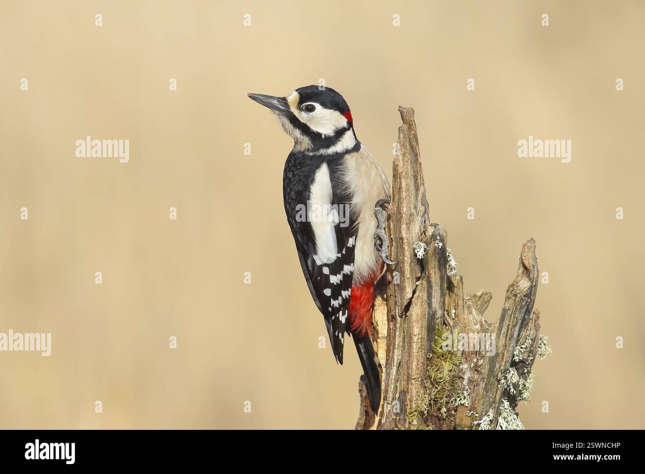 Great spotted woodpecker (Dendrocopus major), male looking backwards ...