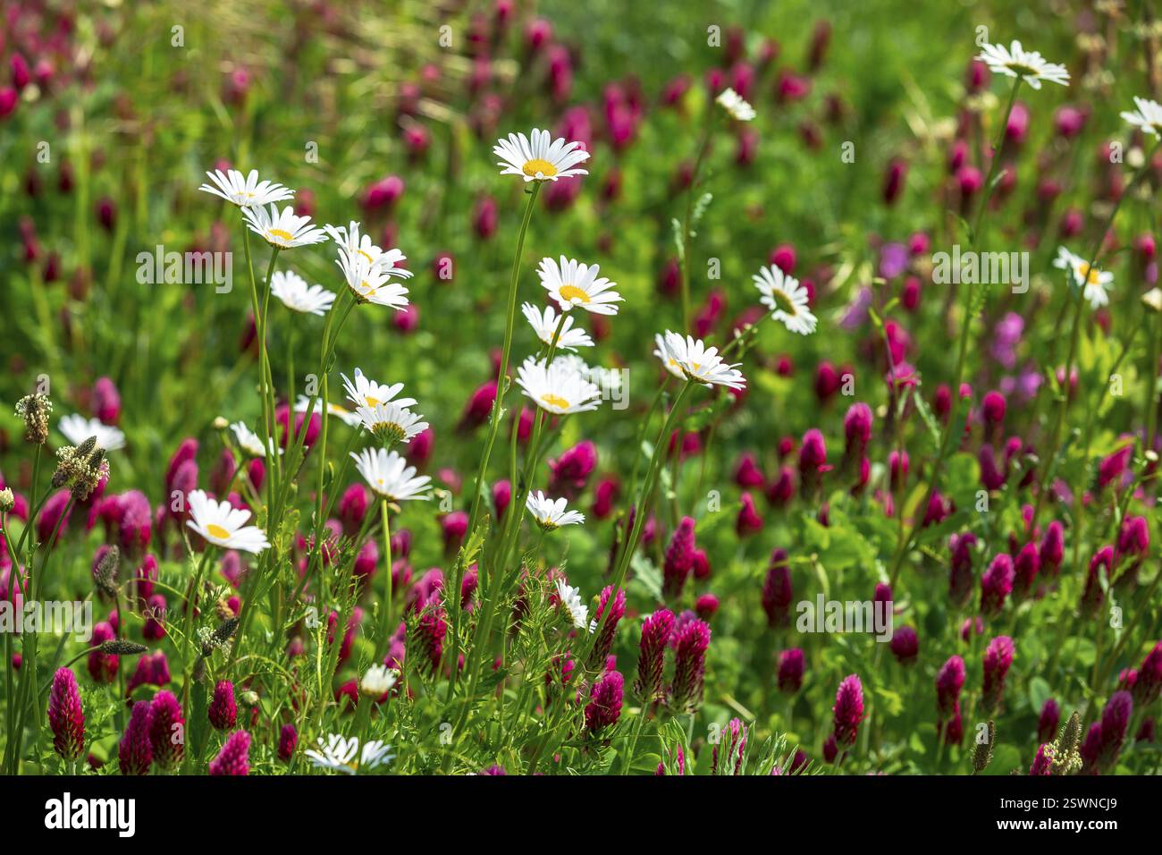 Flowering meadow with daisies (Leucanthemum) and incarnate clover ...