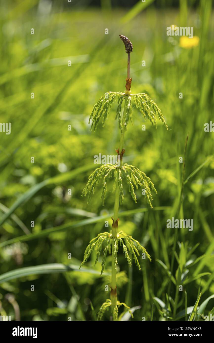 Meadow horsetail (Equisetum pratense), habit, mountain meadows in the ...