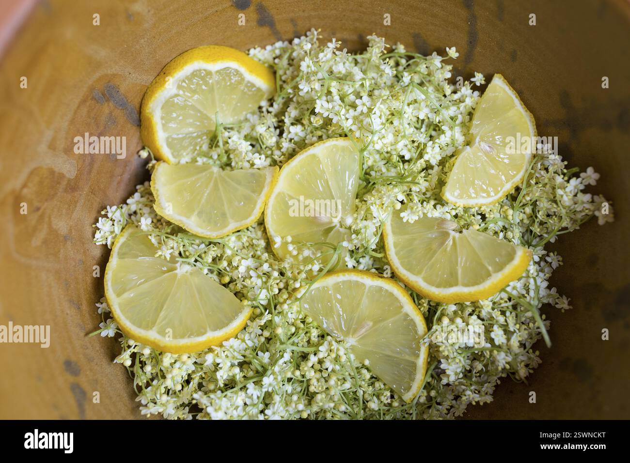 Making elderflower syrup from the flowers of Sambucus nigra (sambucus ...