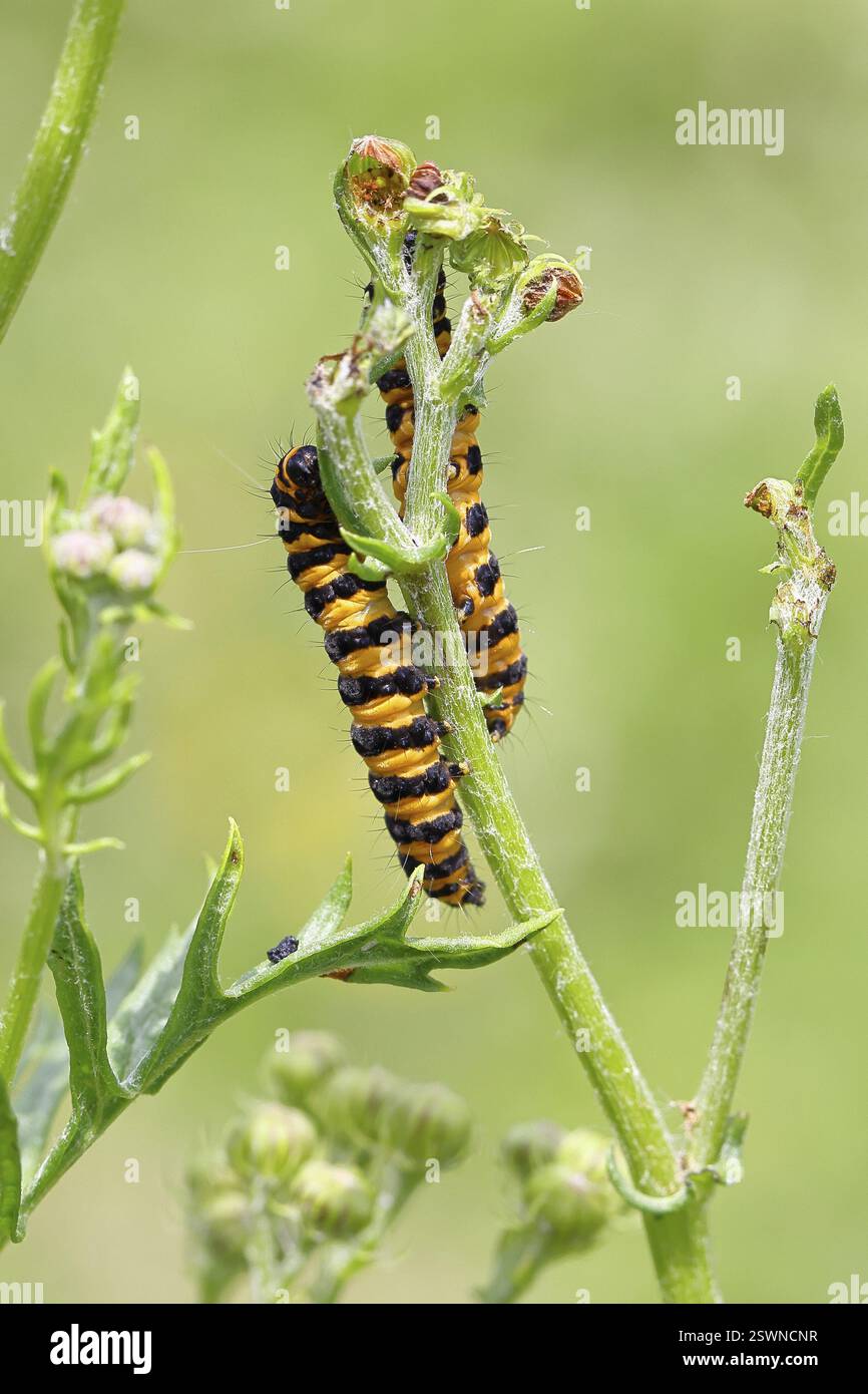 St. Jacob's weed bear or blood bear (Tyria jacobaeae), butterfly ...