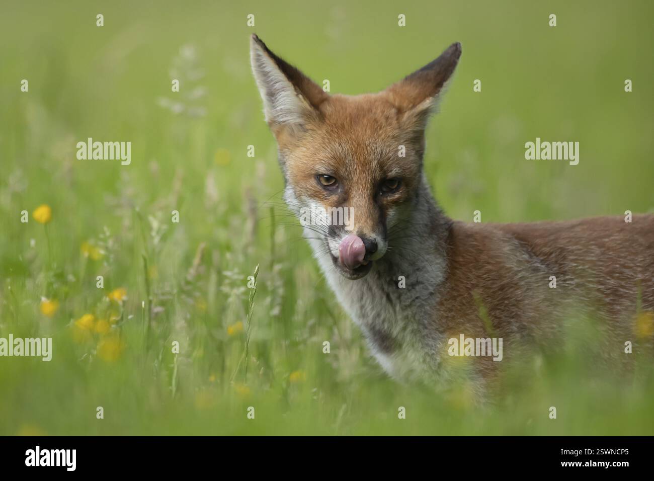 Red fox (Vulpes vulpes) adult animal licking its lips in grassland ...