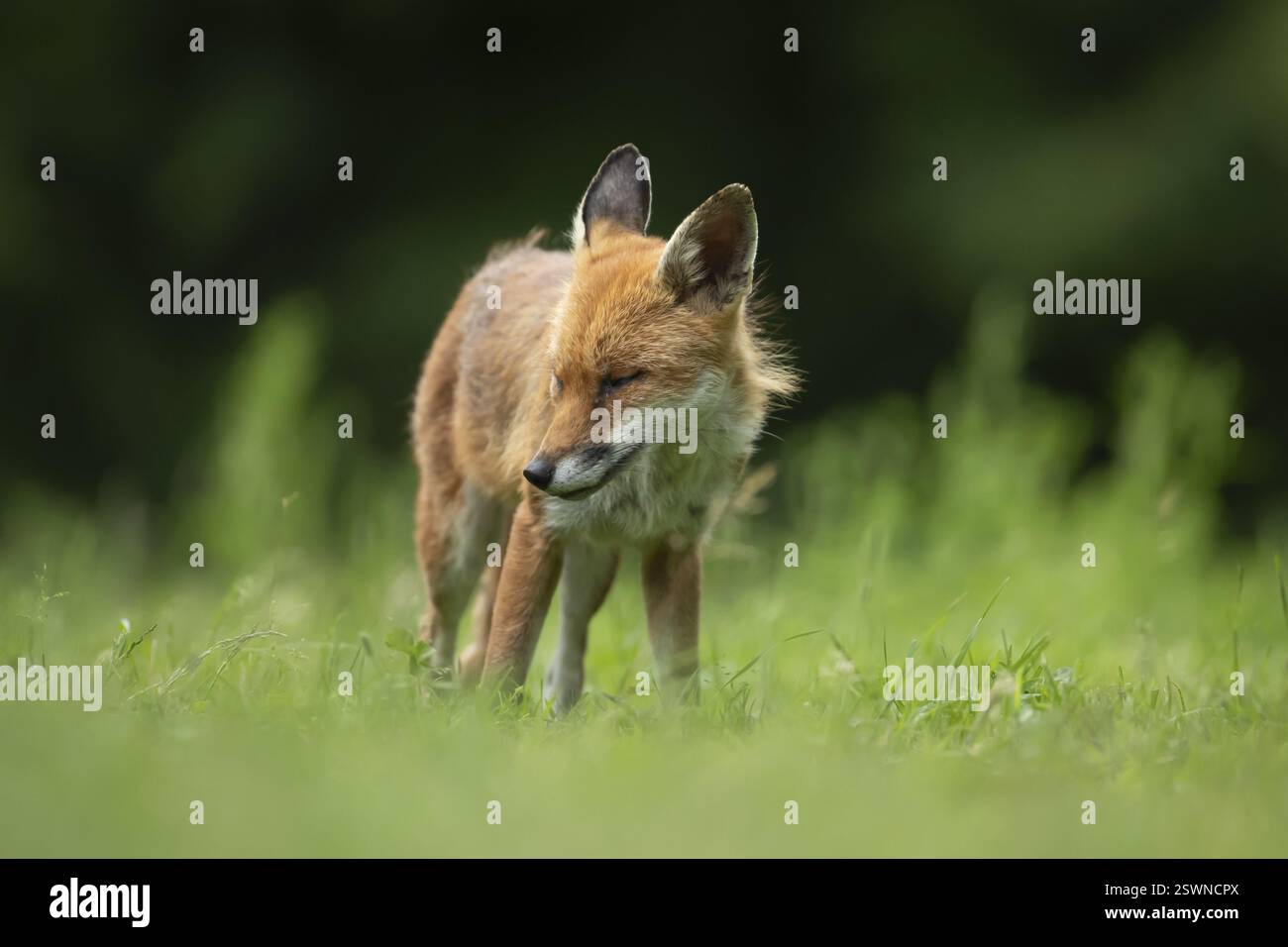 Red fox (Vulpes vulpes) adult animal with its eyes shut in grassland ...