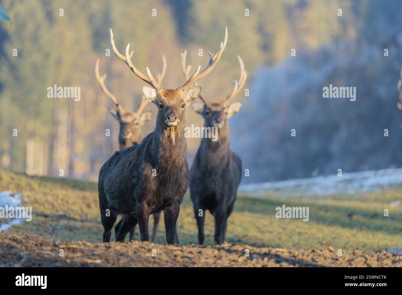 Three Japanese sika deer stags (Cervus nippon nippon) stand on a meadow ...