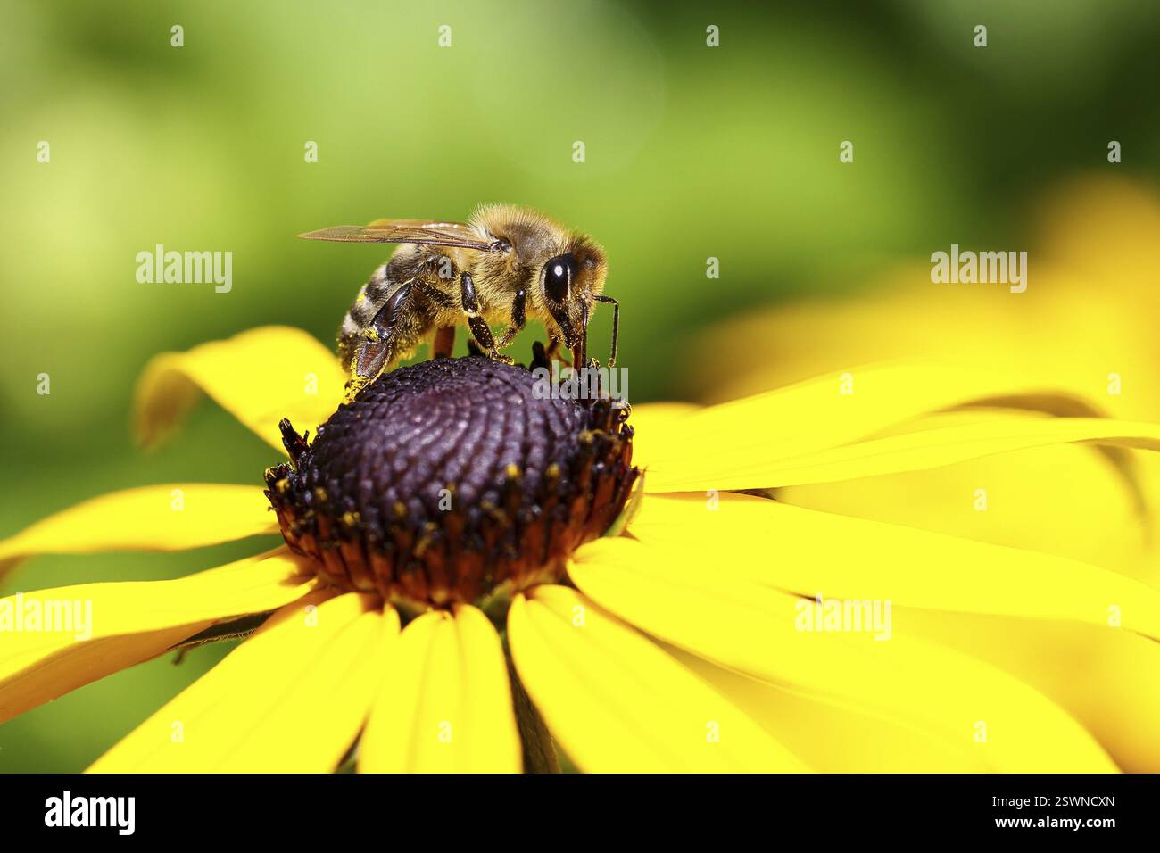 European honey bee (Apis mellifera), collecting nectar from a flower of ...