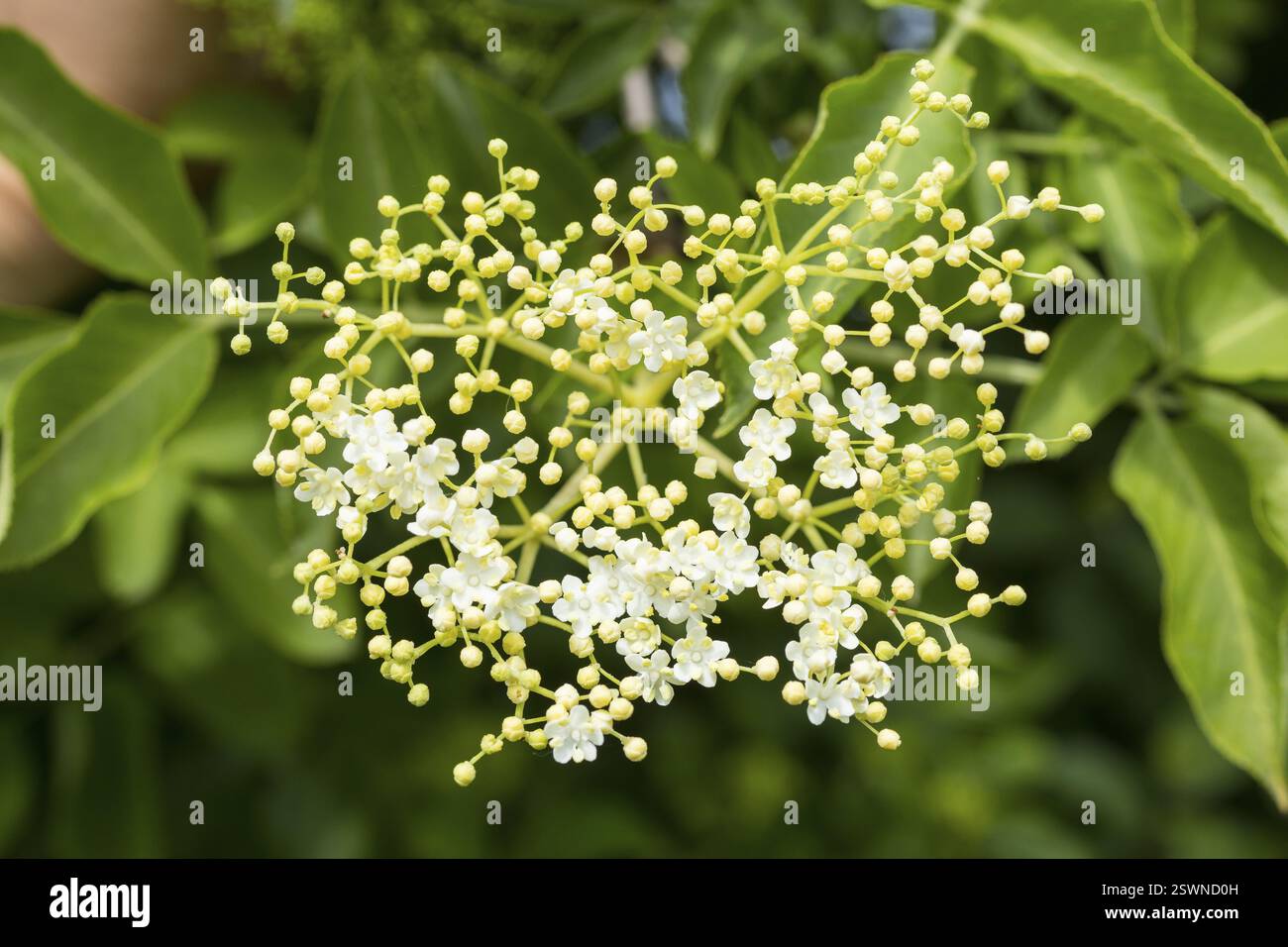 Flowers and buds on the panicle, Sambucus nigra (Sambucus nigra ...