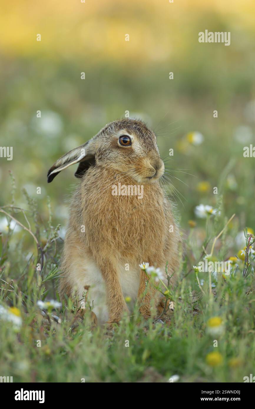 European brown hare (Lepus europaeus) juvenile leveret animal in ...