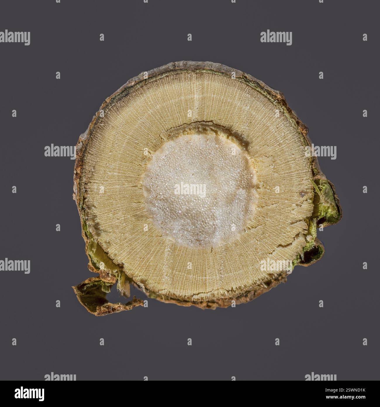 Cross section of a branch hi-res stock photography and images - Alamy