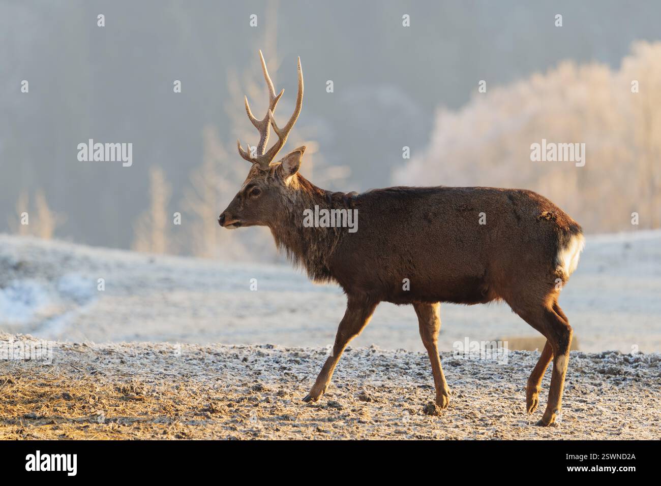 A Japanese sika deer stag (Cervus nippon nippon) walks across a meadow ...