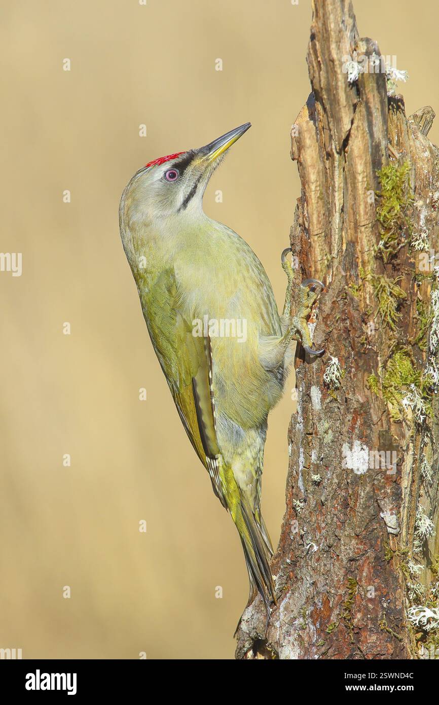 Grey-headed woodpecker (Picus canus), male sitting on a tree stump ...