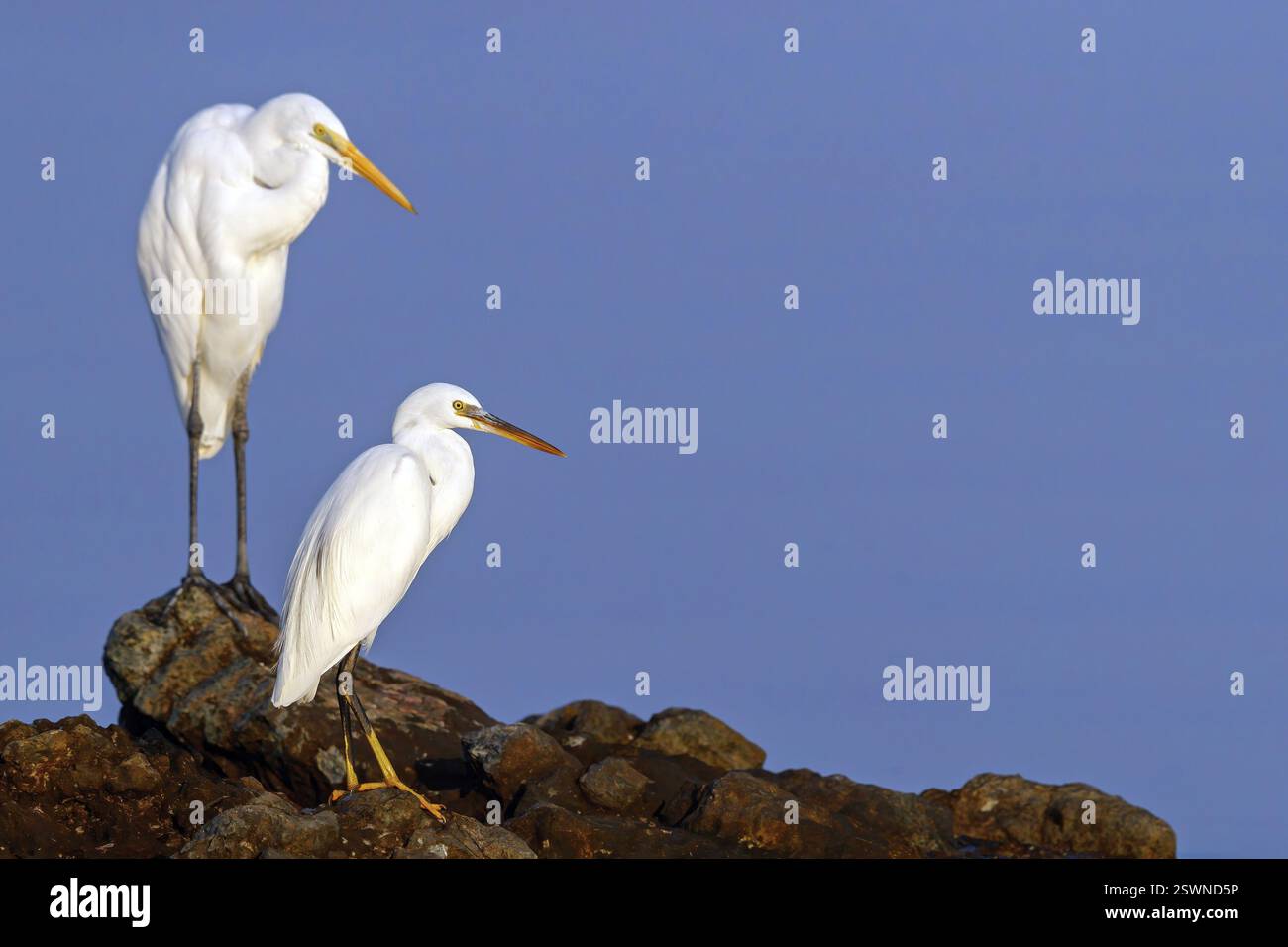 Heron, (Egretta gularis), heron family, biotope, habitat, waters ...