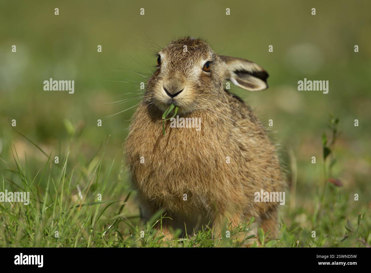 European brown hare (Lepus europaeus) juvenile leveret animal feeding ...