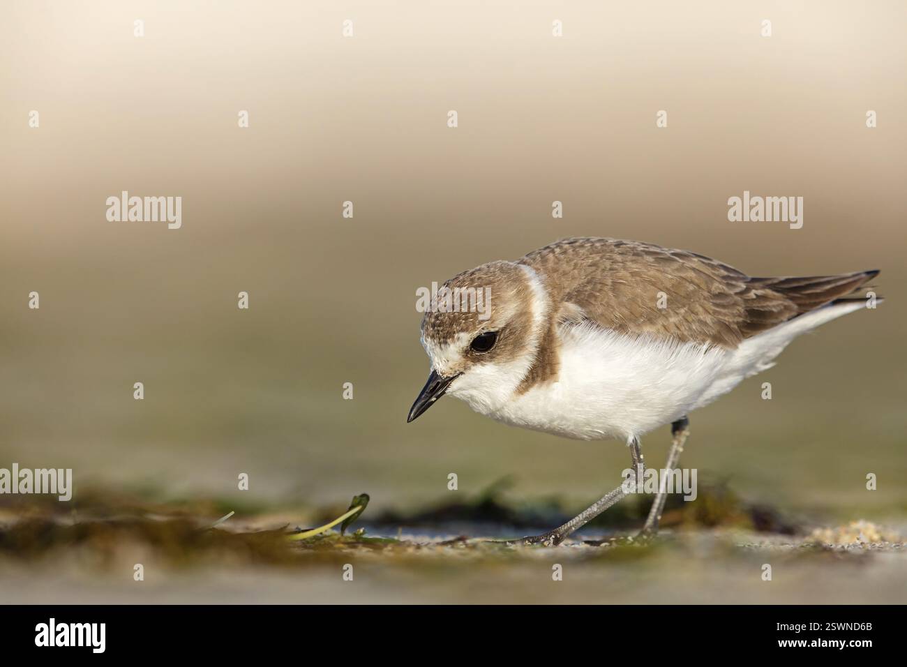 Animals, birds, plover, Kentish plover, (Charadrius alexandrinus ...
