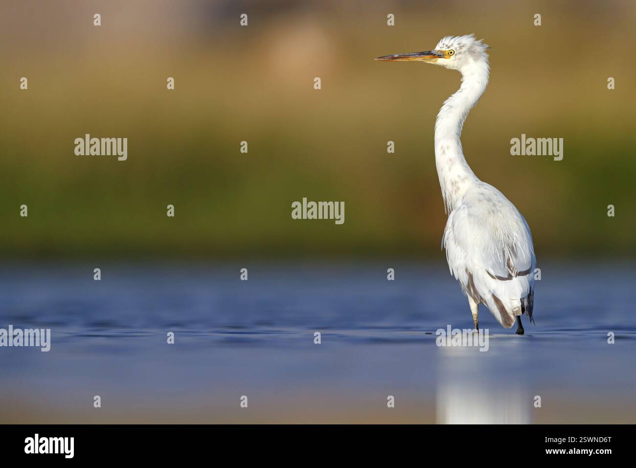 Heron, (Egretta gularis), heron family, biotope, habitat, waters ...