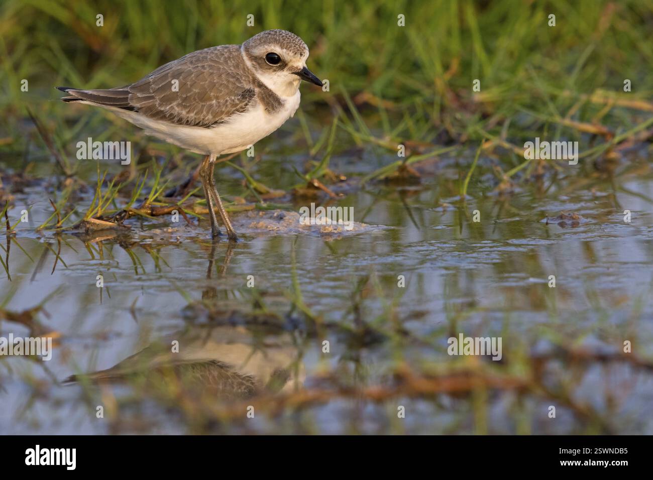 Sohar oman plant hi-res stock photography and images - Alamy