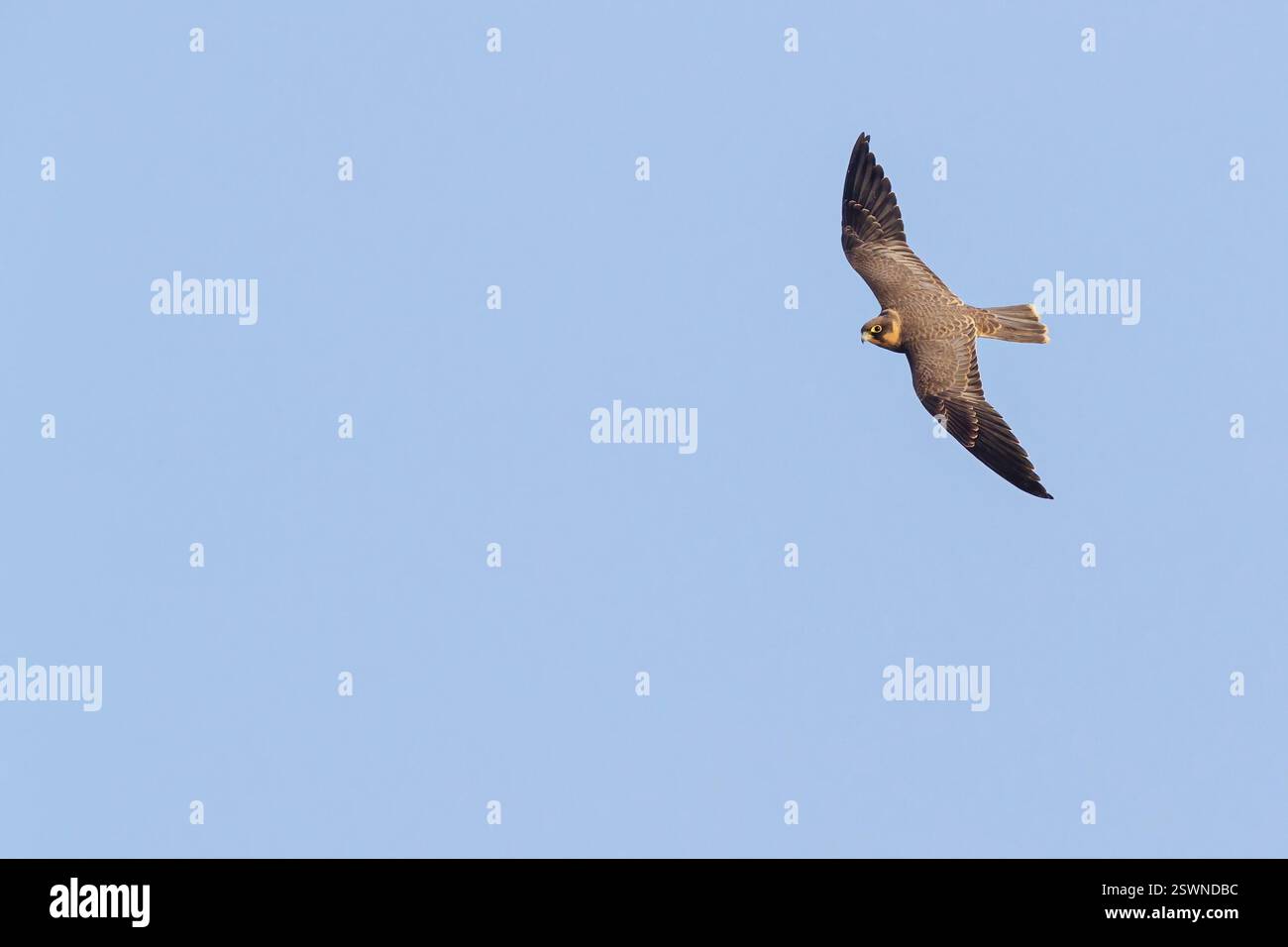 Slaty Falcon, (Falco concolor), animals, birds, birds of prey, falcons ...
