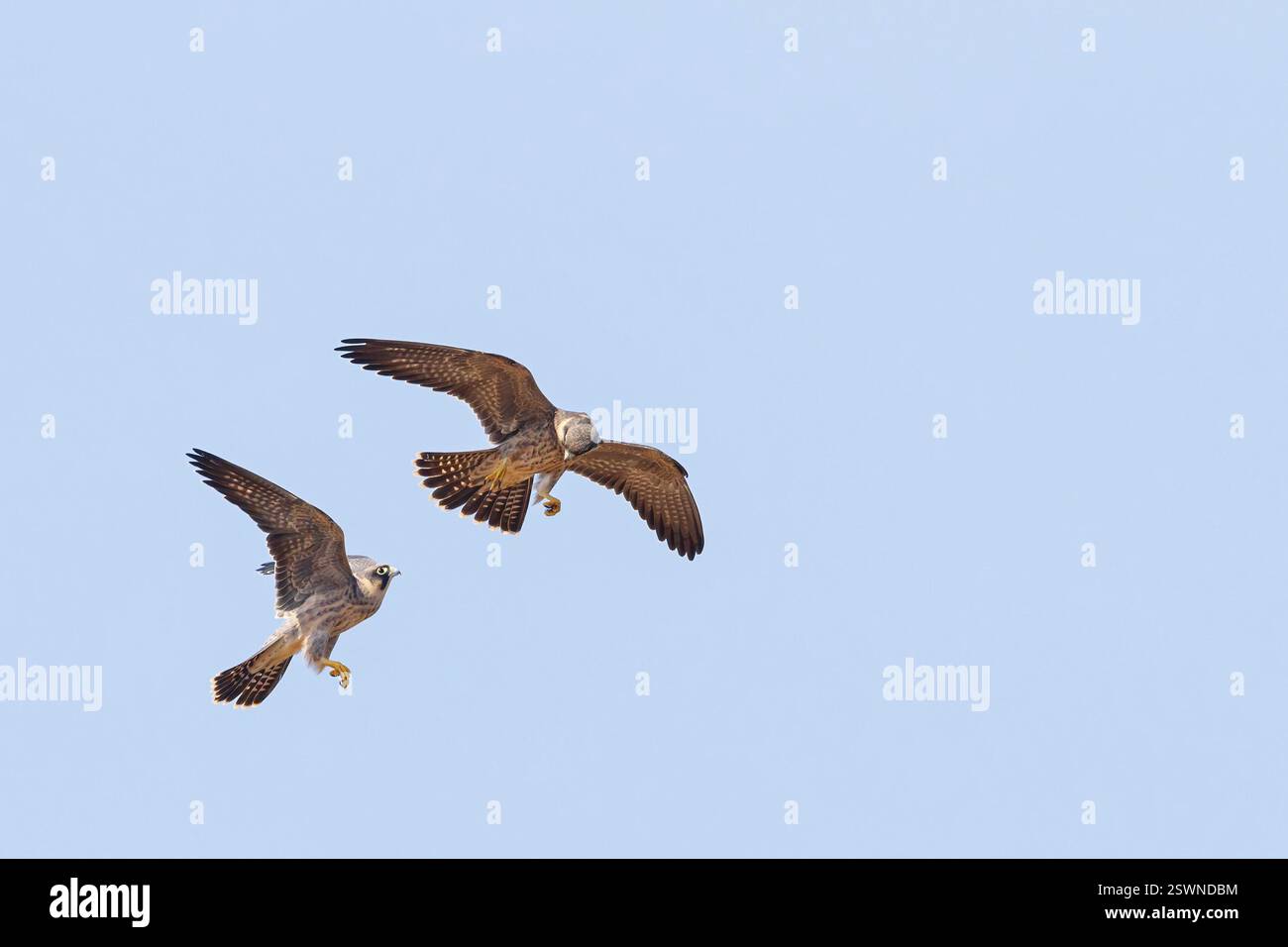 Slaty Falcon, (Falco concolor), animals, birds, birds of prey, falcons ...