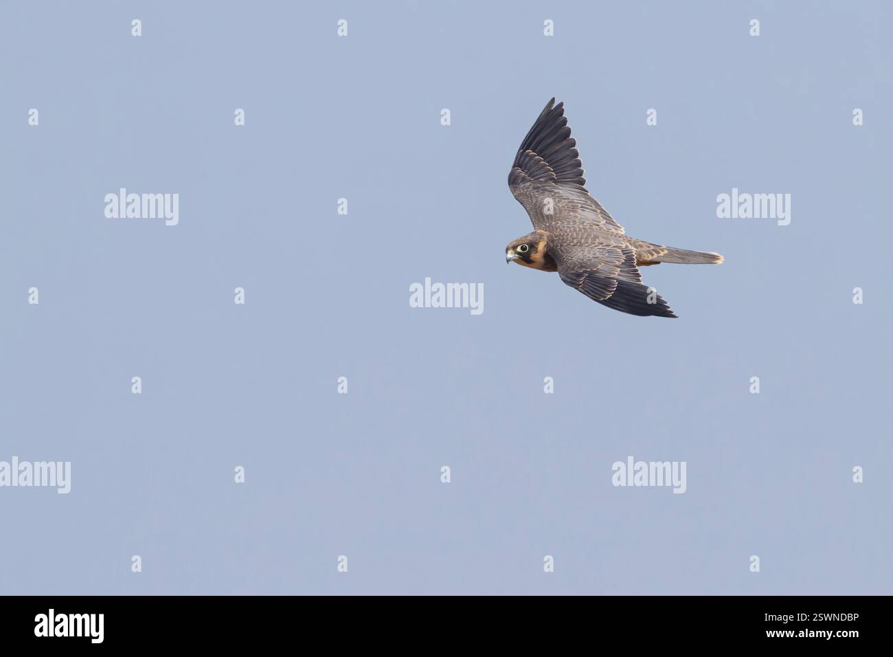 Slaty Falcon, (Falco concolor), animals, birds, birds of prey, falcons ...