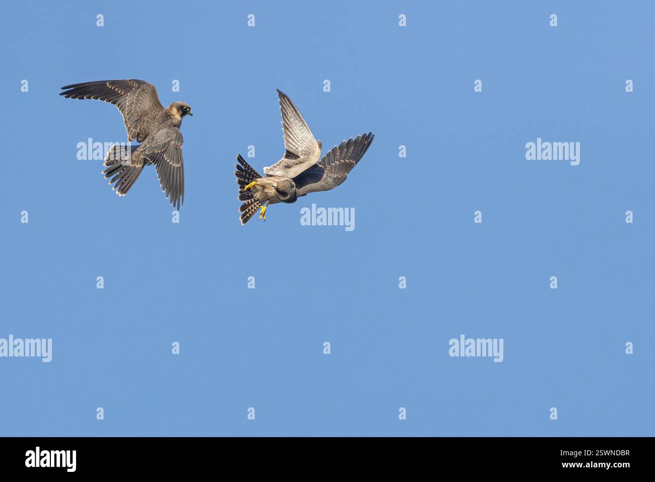 Slaty Falcon, (Falco concolor), animals, birds, birds of prey, falcons ...