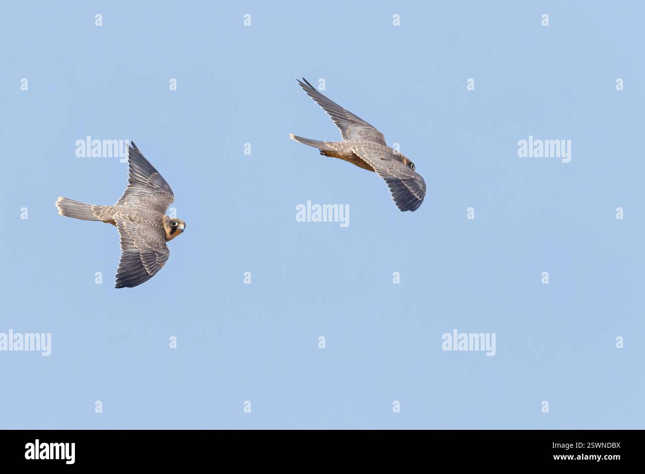Slaty Falcon, (Falco concolor), animals, birds, birds of prey, falcons ...