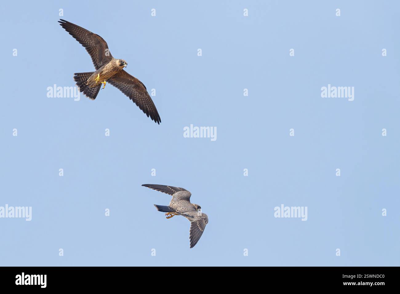 Slaty Falcon, (Falco concolor), animals, birds, birds of prey, falcons ...