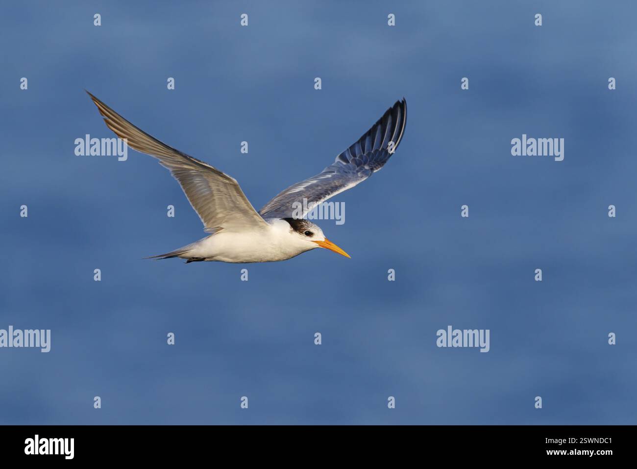 Rueppell's Tern, (Thalasseus bengalensis), (Sterne bengalensis ...