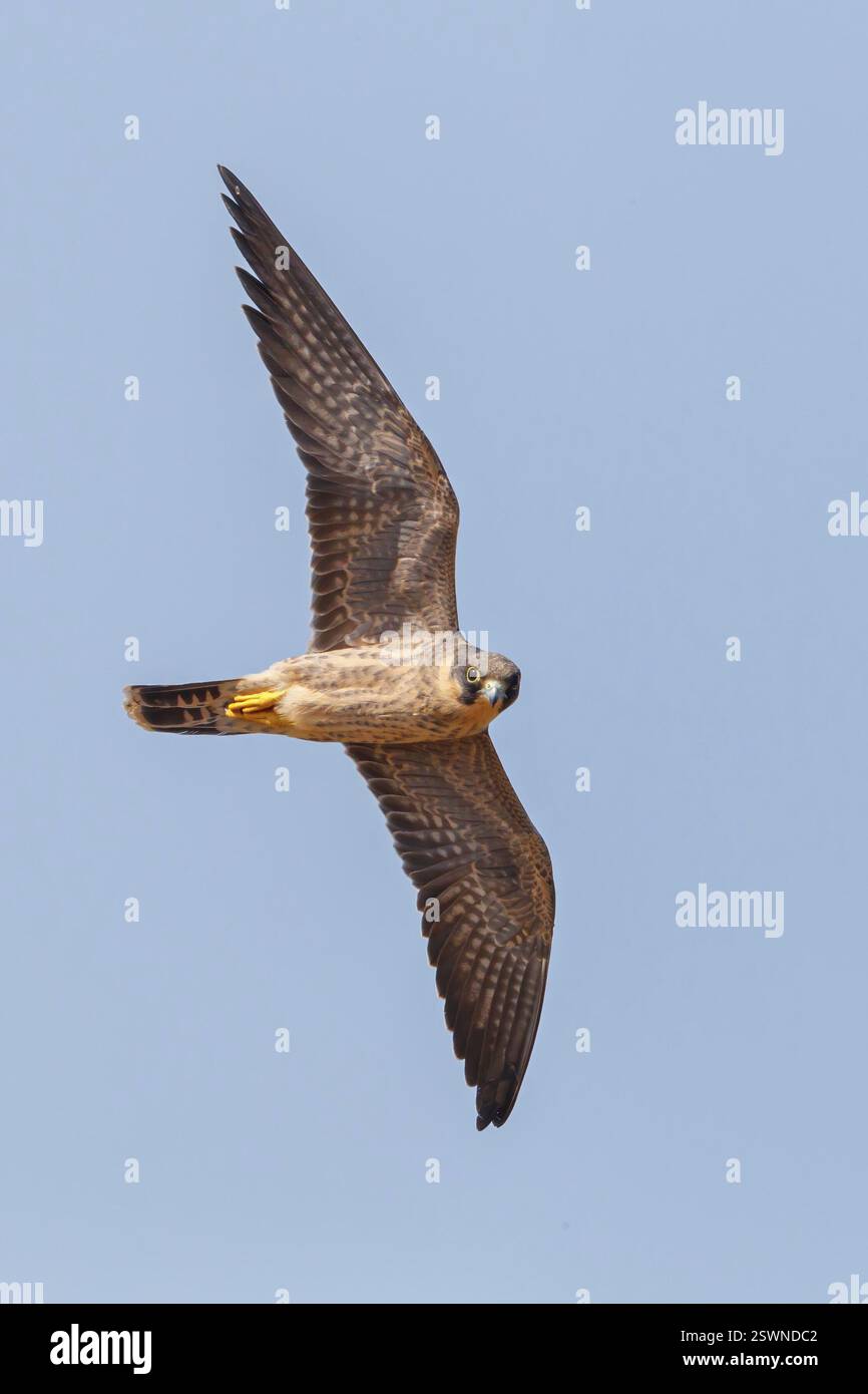 Slaty Falcon, (Falco concolor), animals, birds, birds of prey, falcons ...