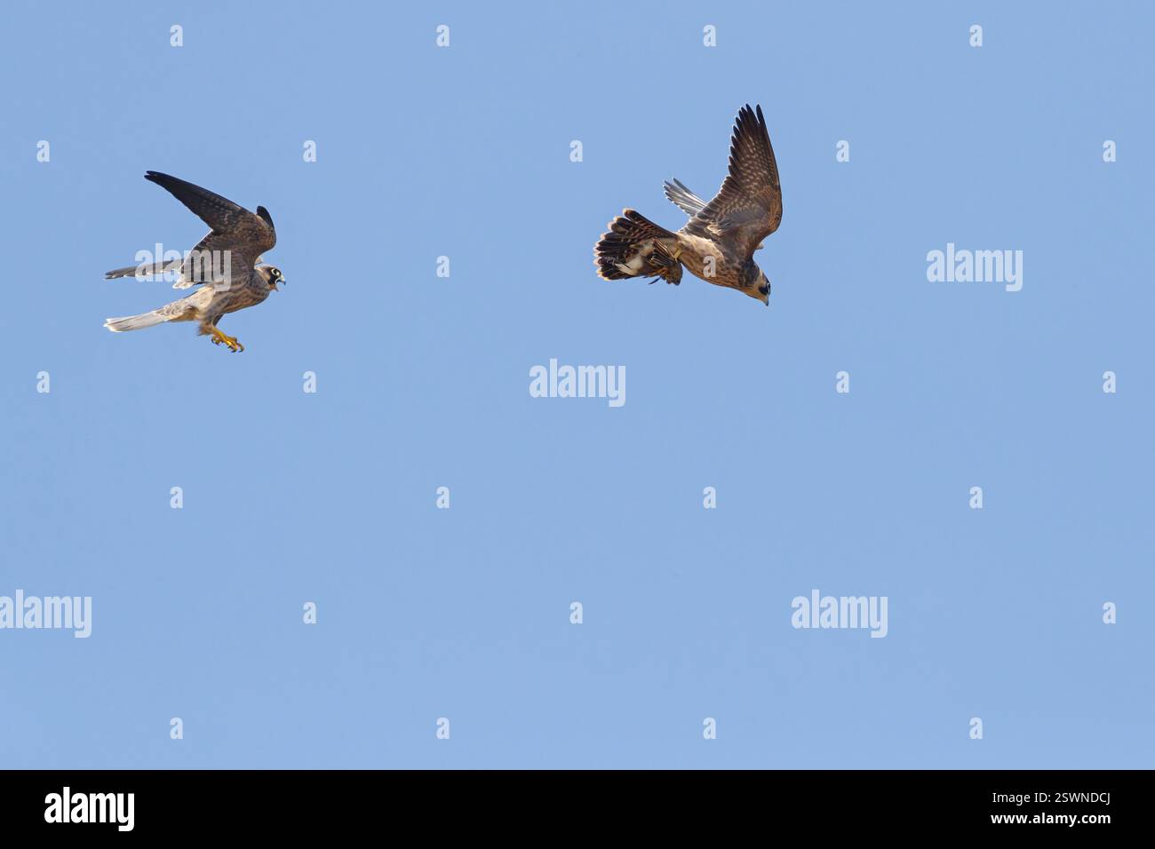 Slaty Falcon, (Falco concolor), animals, birds, birds of prey, falcons ...
