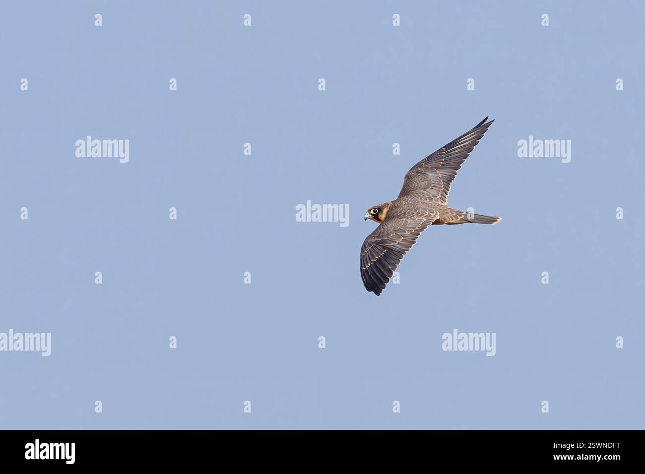 Slaty Falcon, (Falco concolor), animals, birds, birds of prey, falcons ...
