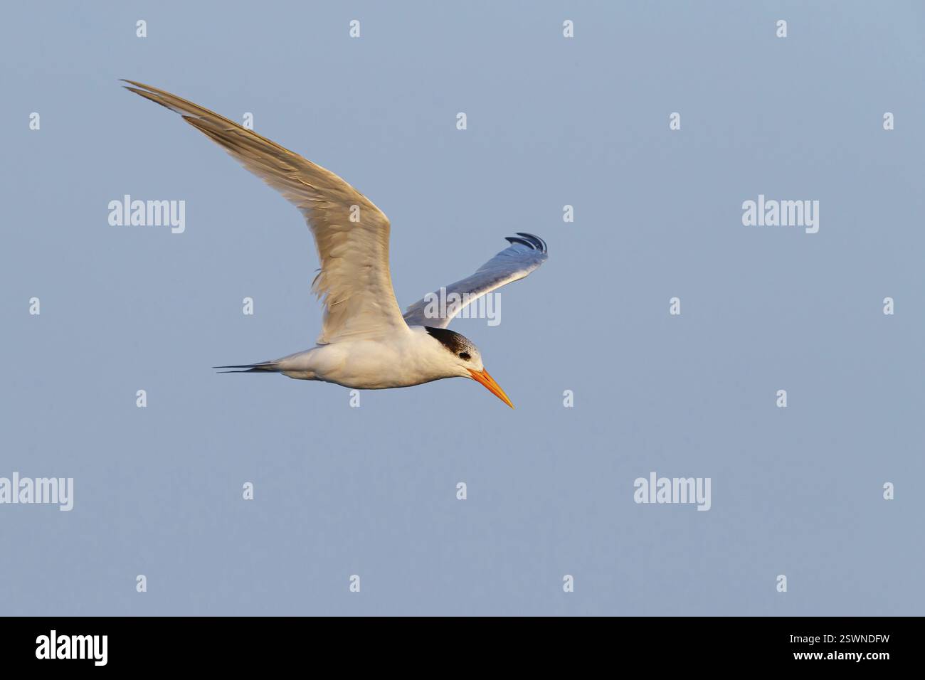 Rueppell's Tern, (Thalasseus bengalensis), (Sterne bengalensis ...